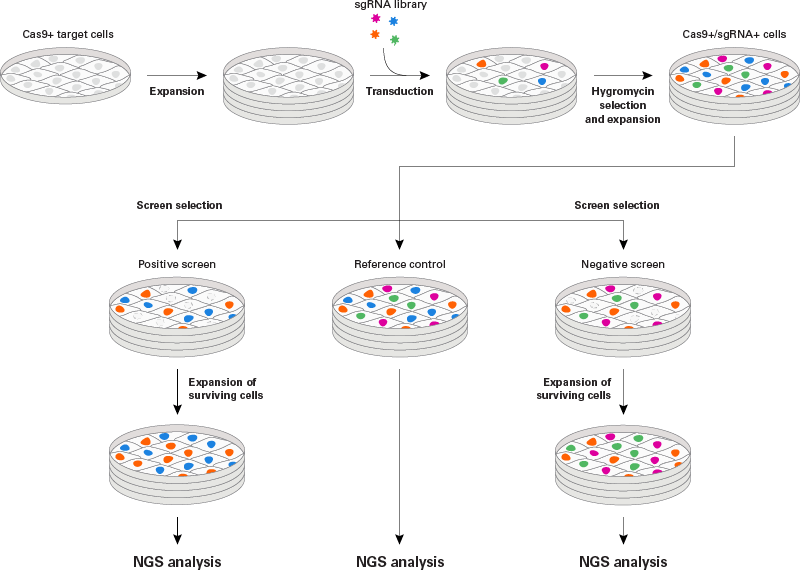 Introduction to the CRISPR/Cas9 system Introduction to the CRISPR/Cas9 system